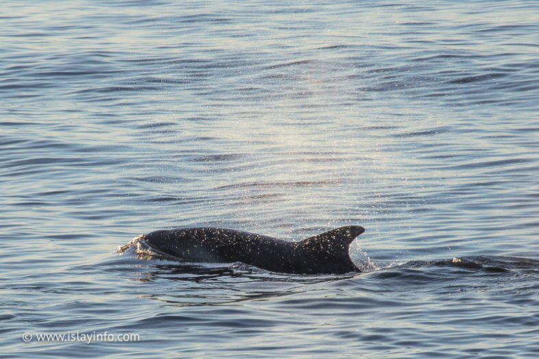 Chanonry Point Dolphins - Scotland Info Guide